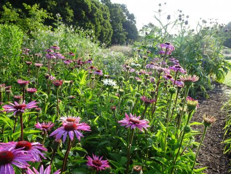 Sussex Prairie Garden - A stunning prairie in the heart of Sussex